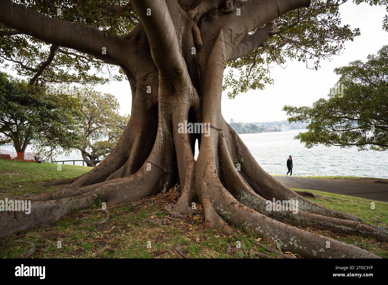 Amazing Australia in a Journey to the Jungle as well as City, to see ...