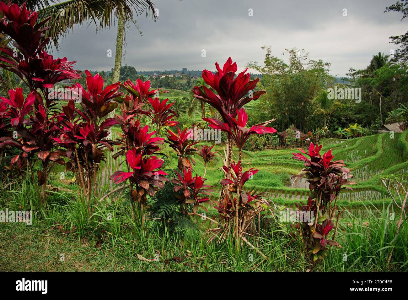 Rice flowers hi-res stock photography and images - Alamy