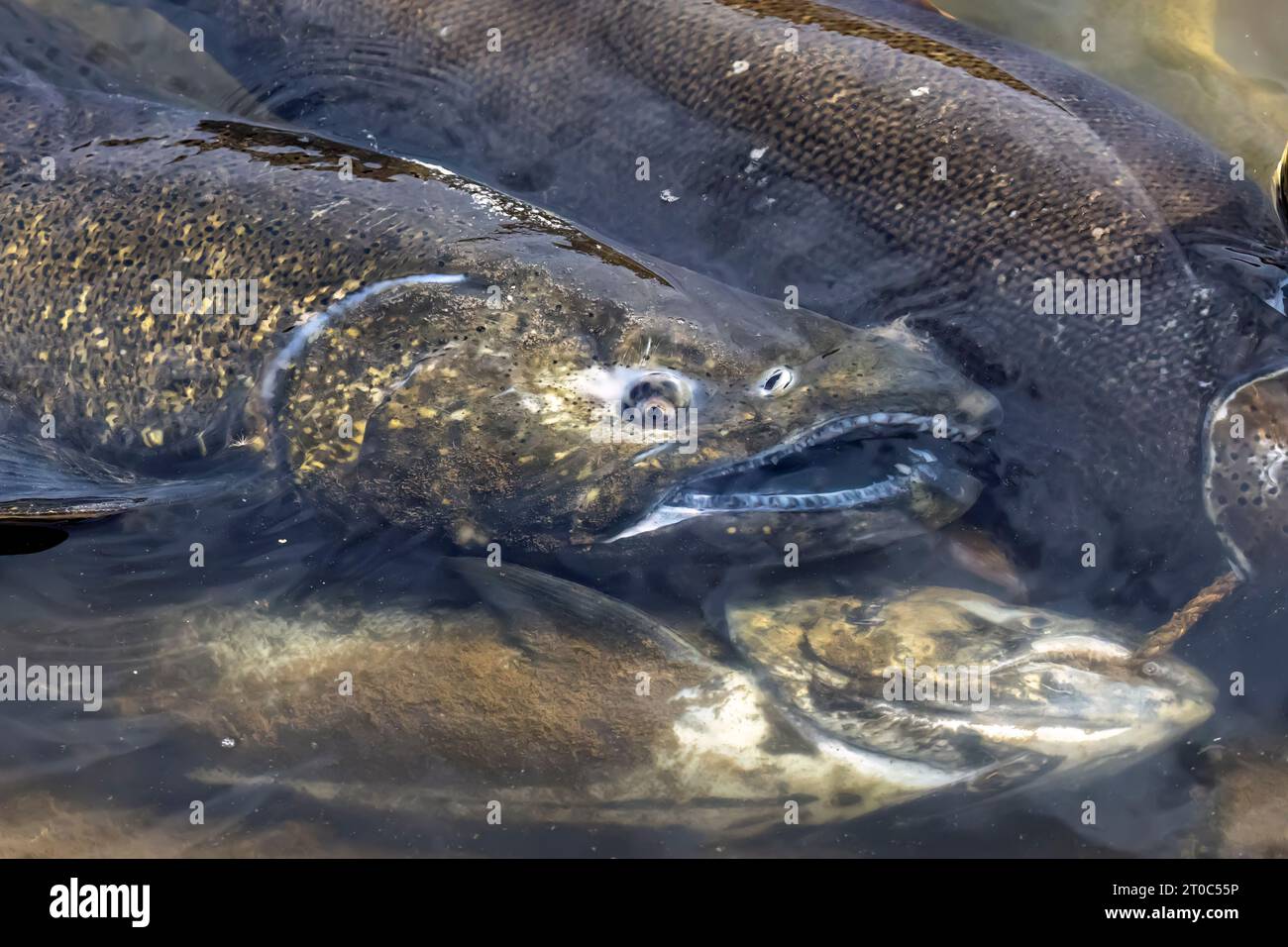 Chinook jump hi-res stock photography and images - Alamy