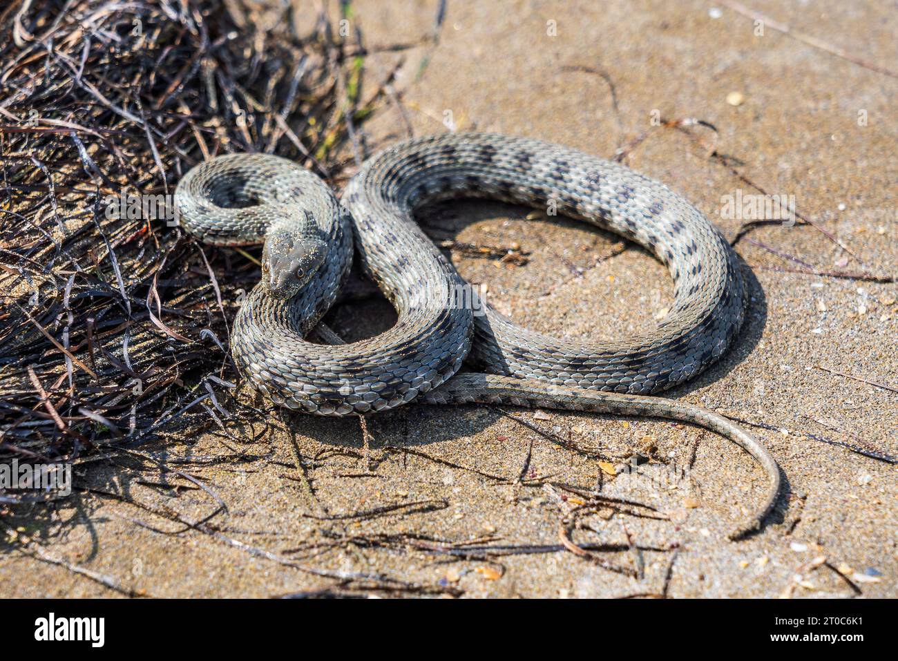 Beautiful water snake in natural habitat Stock Photo - Alamy