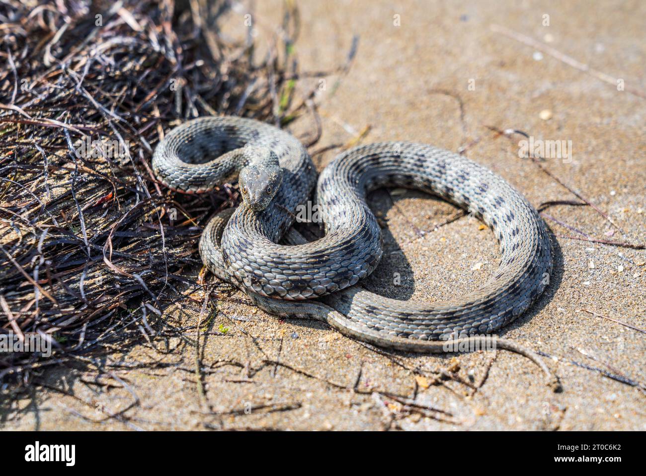 Caspian water snake hi-res stock photography and images - Alamy