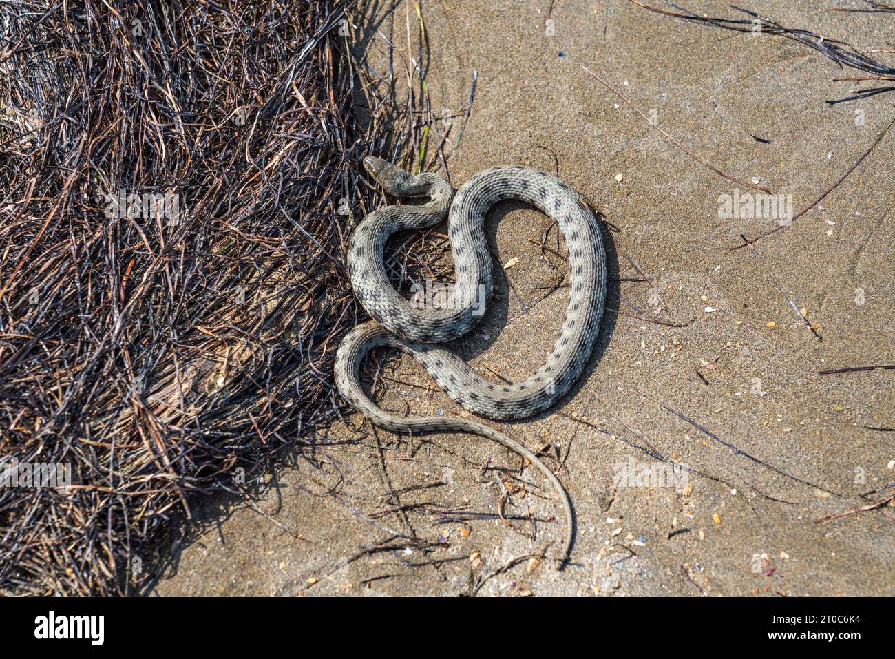 Caspian water snake hi-res stock photography and images - Alamy