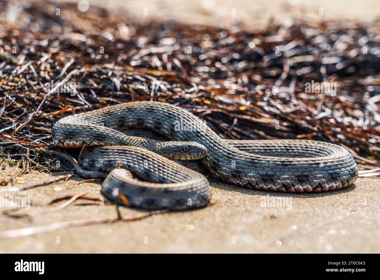 Caspian water snake hi-res stock photography and images - Alamy