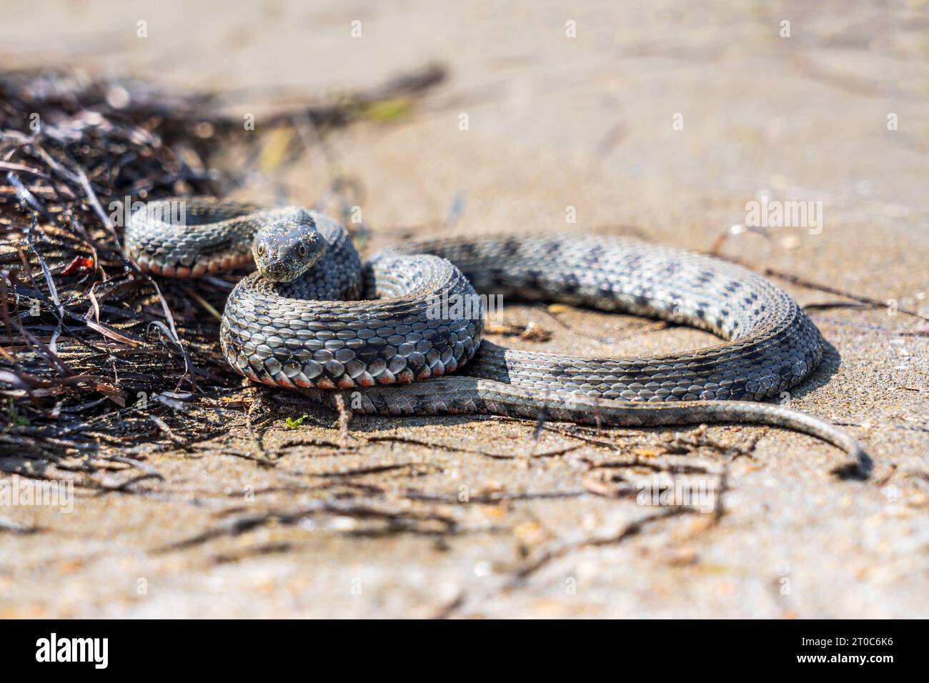 Caspian water snake hi-res stock photography and images - Alamy