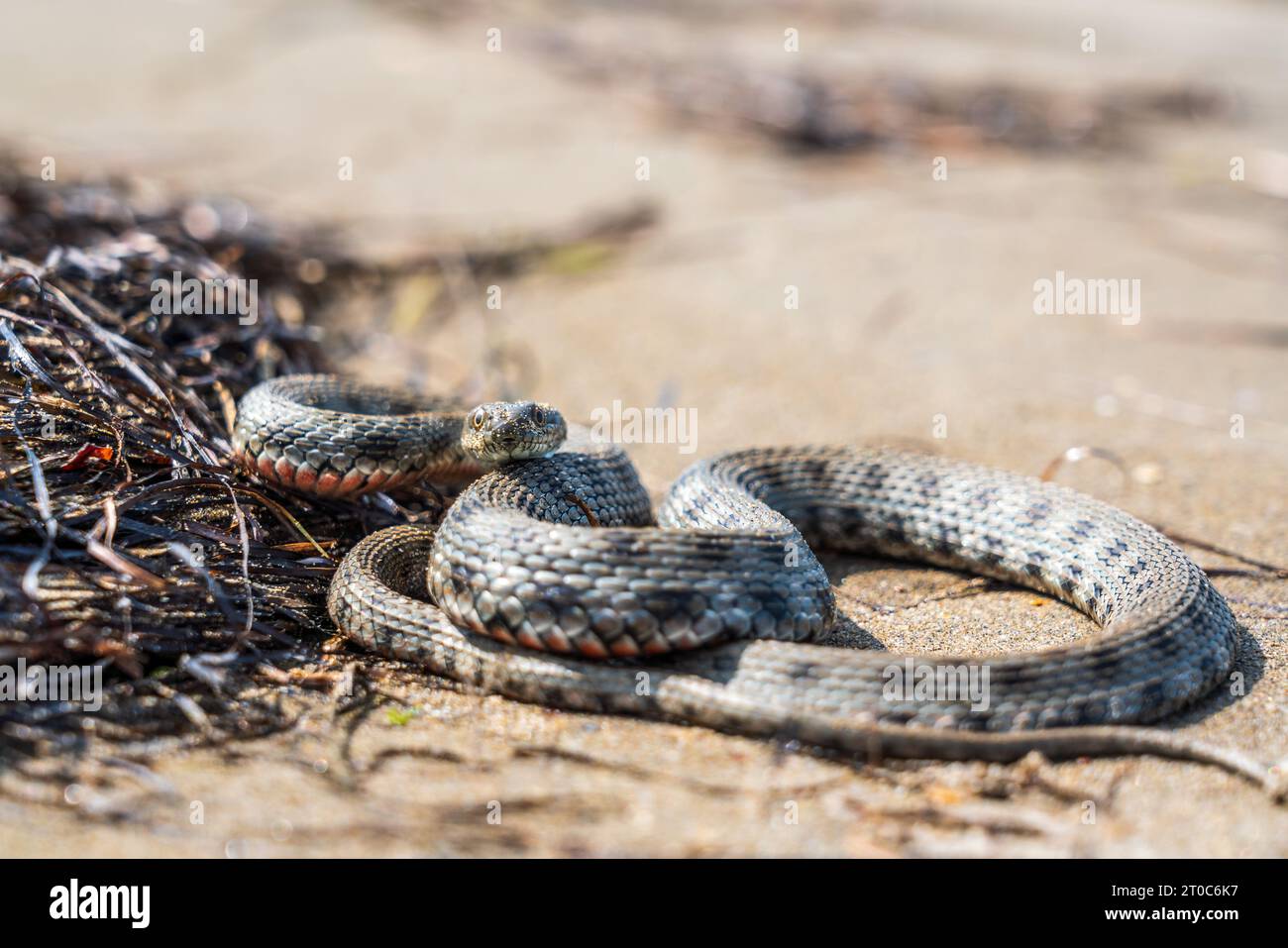 Caspian water snake hi-res stock photography and images - Alamy