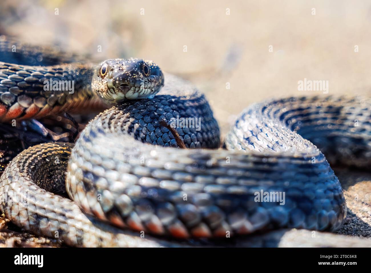 Caspian water snake hi-res stock photography and images - Alamy
