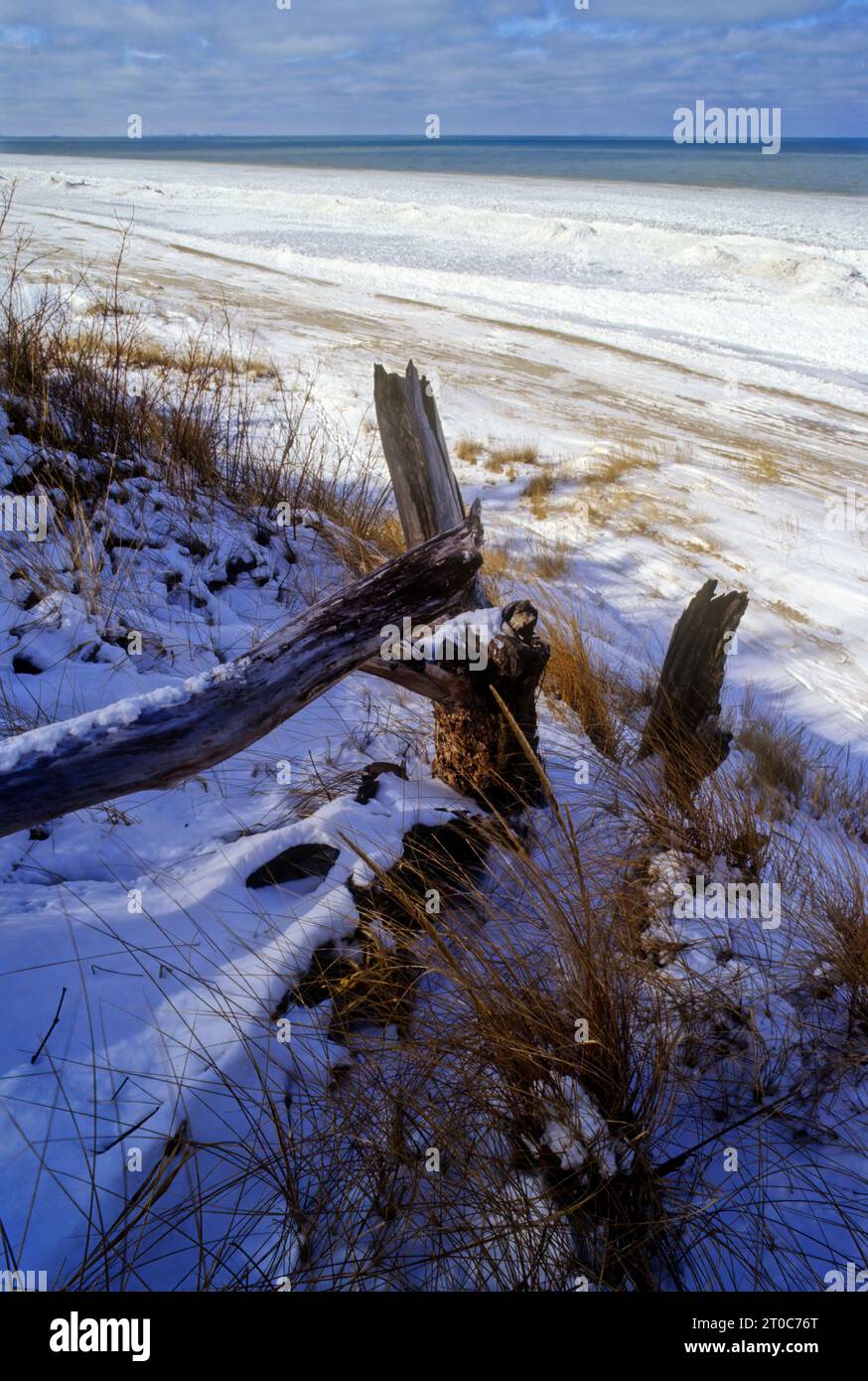 An old fence is bracketed by dune grasses with the Lake Michigan winter ...