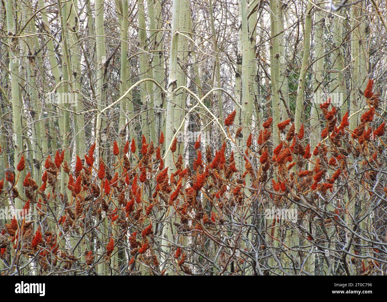 A band of Sumac berries form a color and textural contrast with a ...