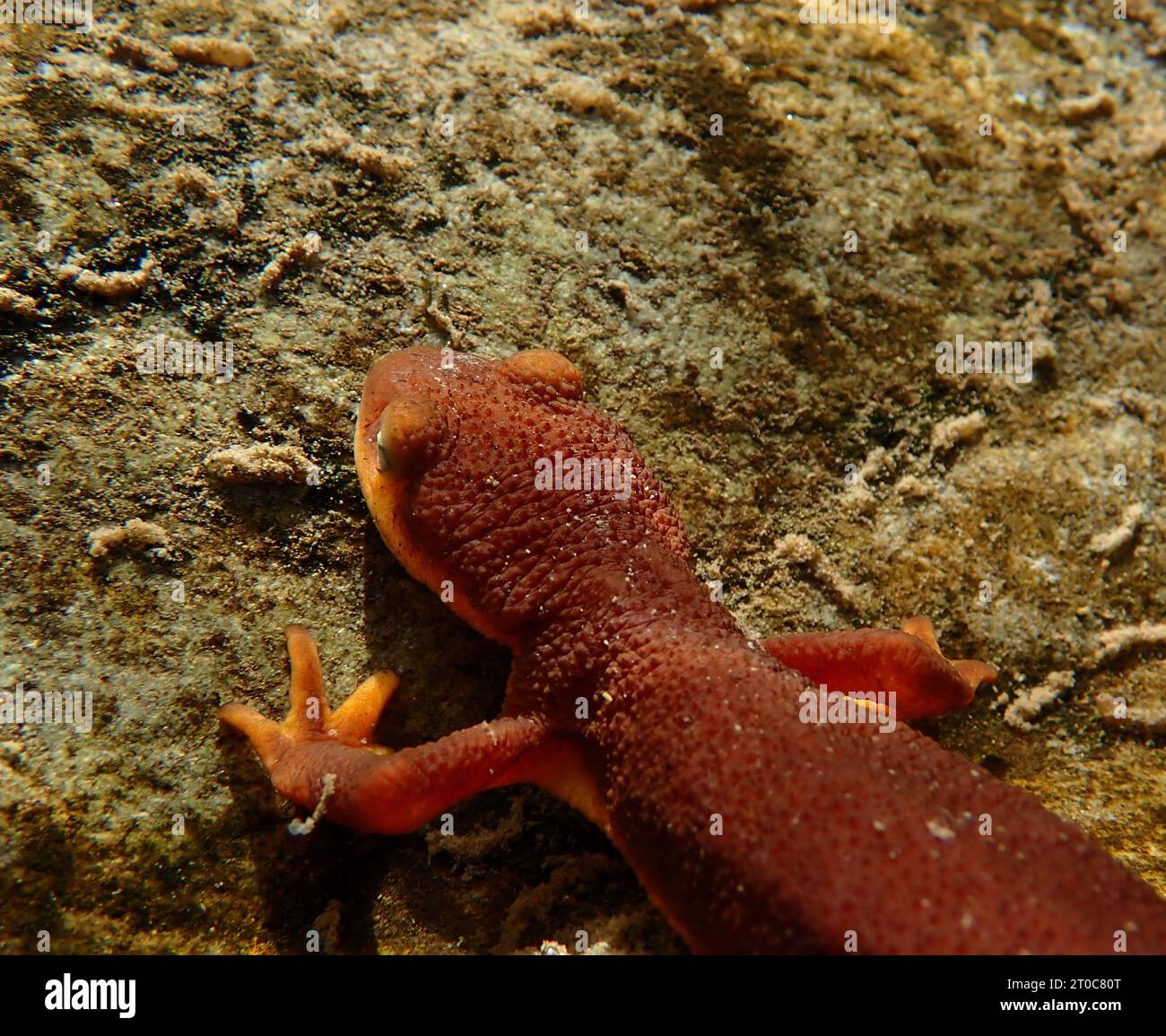 Orange terrestrial algae hi-res stock photography and images - Alamy