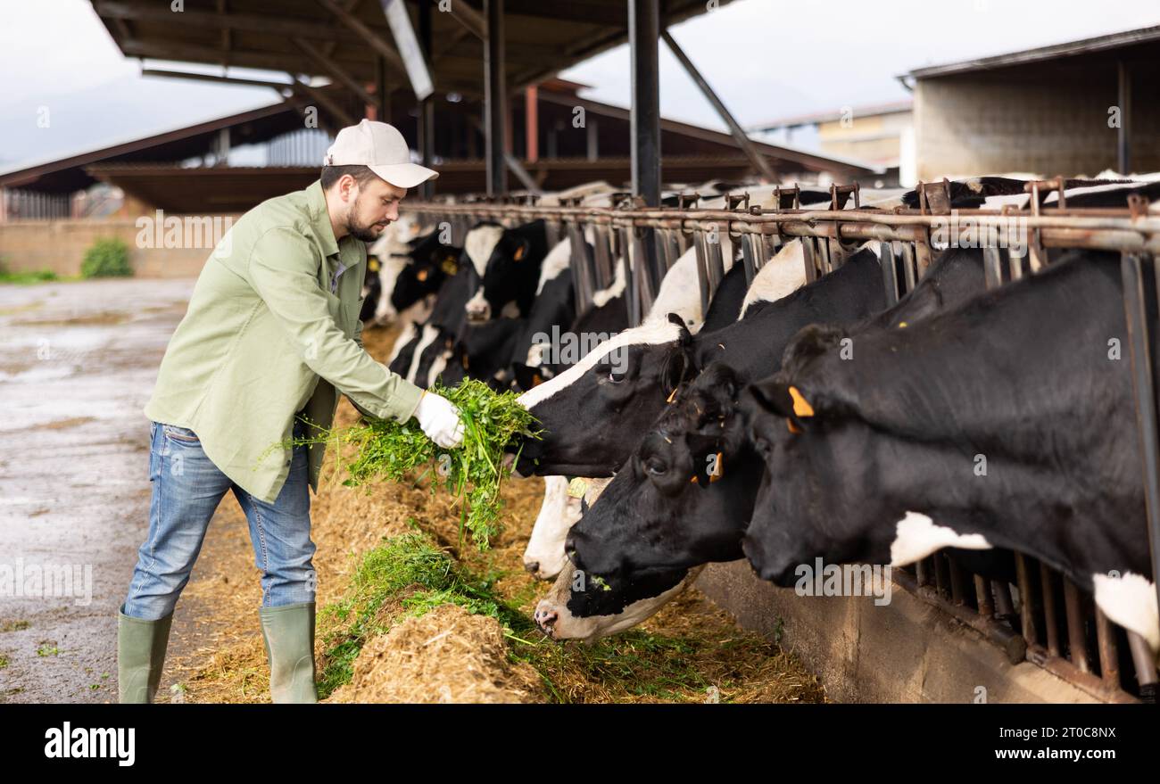 Male farmer feeding cows in stables with grass Stock Photo - Alamy
