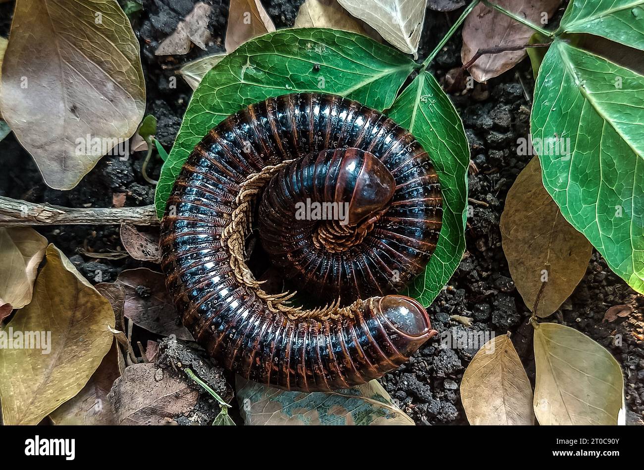Striped millipedes hi-res stock photography and images - Alamy
