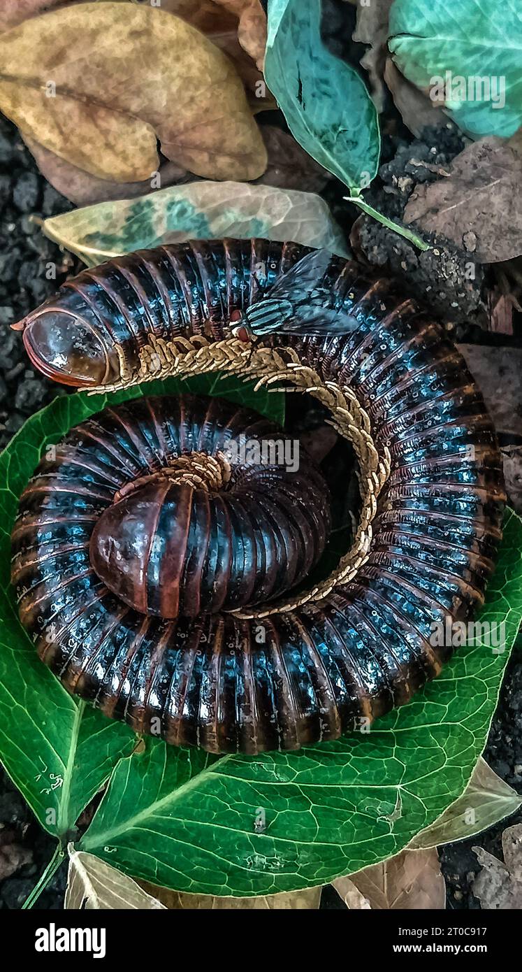 Striped millipedes hi-res stock photography and images - Alamy