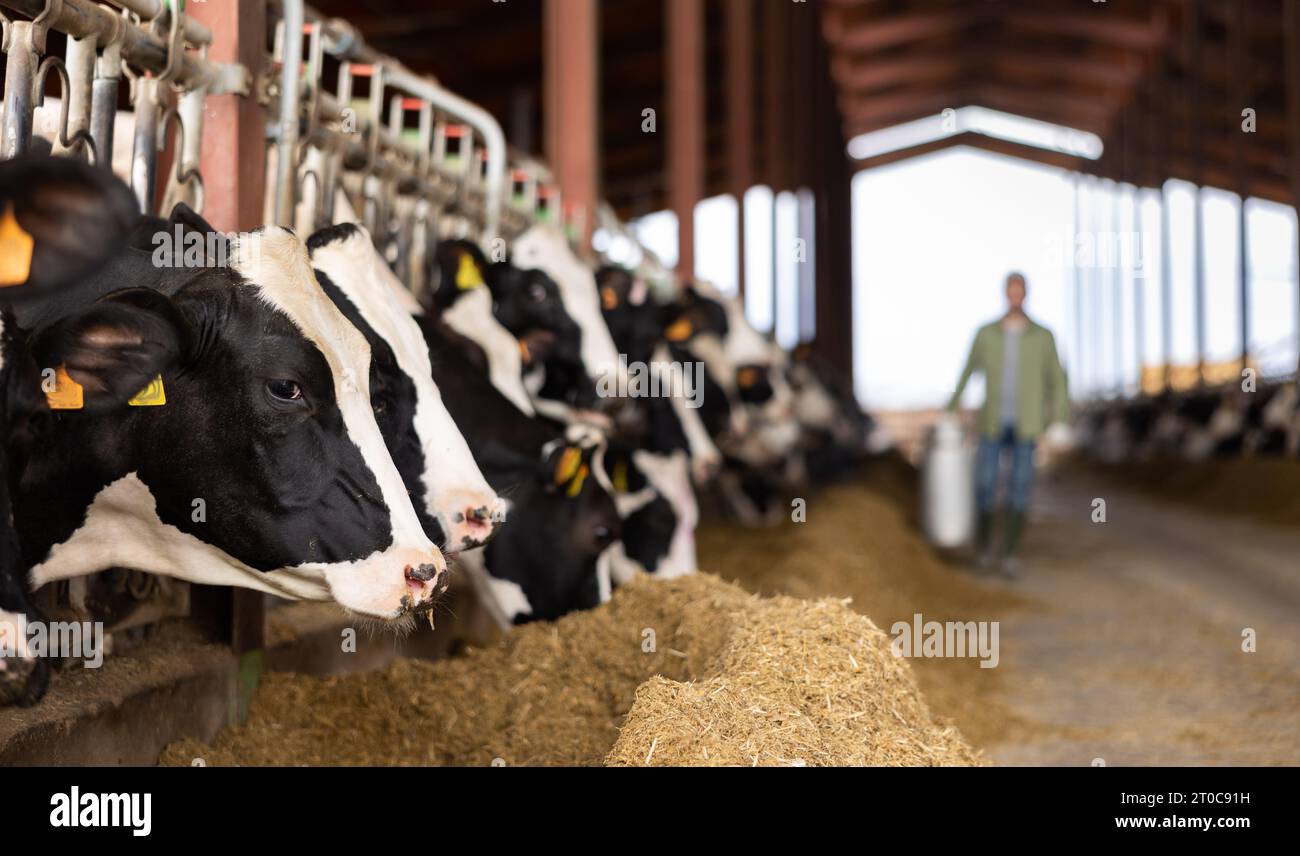 Cows eating cattle food in dairy farm Stock Photo - Alamy