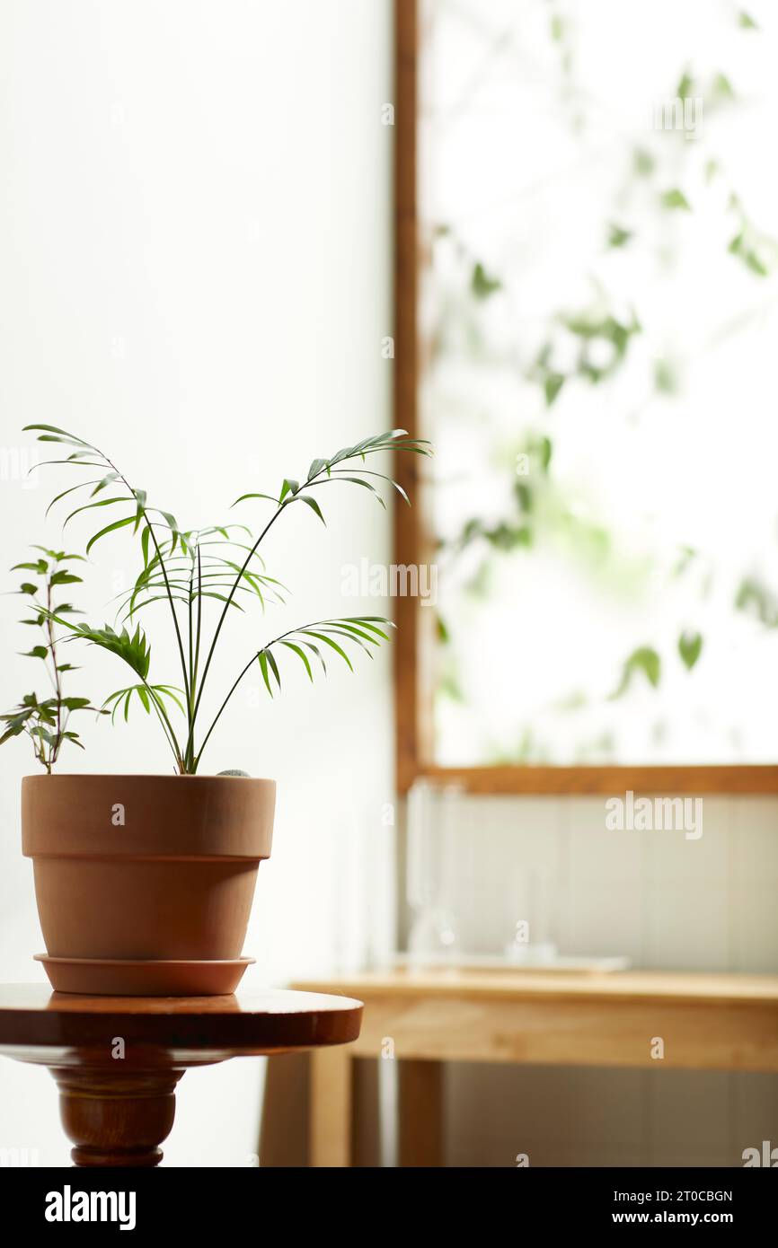 A comfortable room where warm afternoon sunlight comes in through a ...