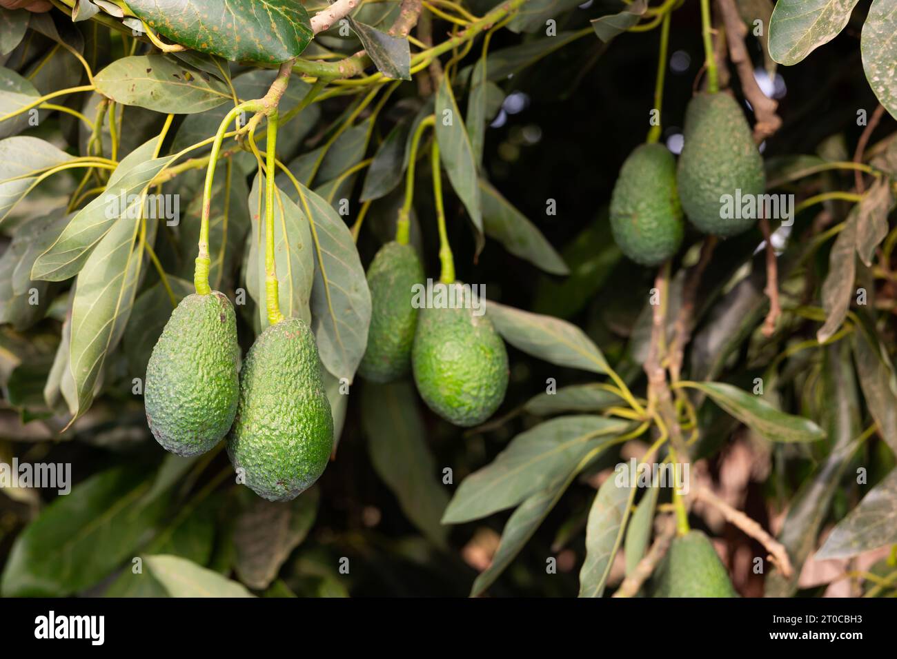 Avocados hass fruit hanging branch hi-res stock photography and images ...