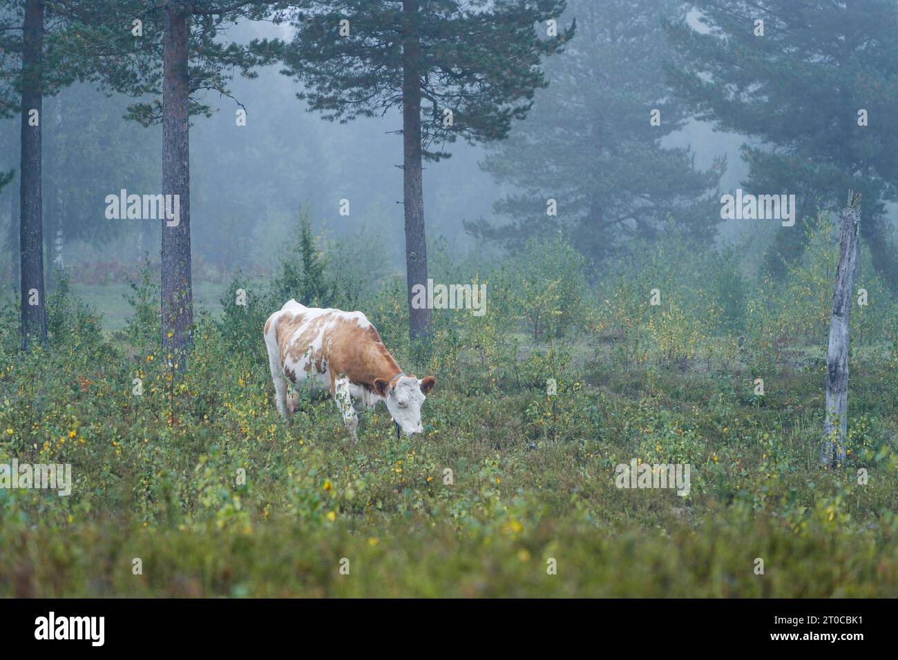 Cow grazing on a foggy meadow, early morning in Finland Stock Photo - Alamy