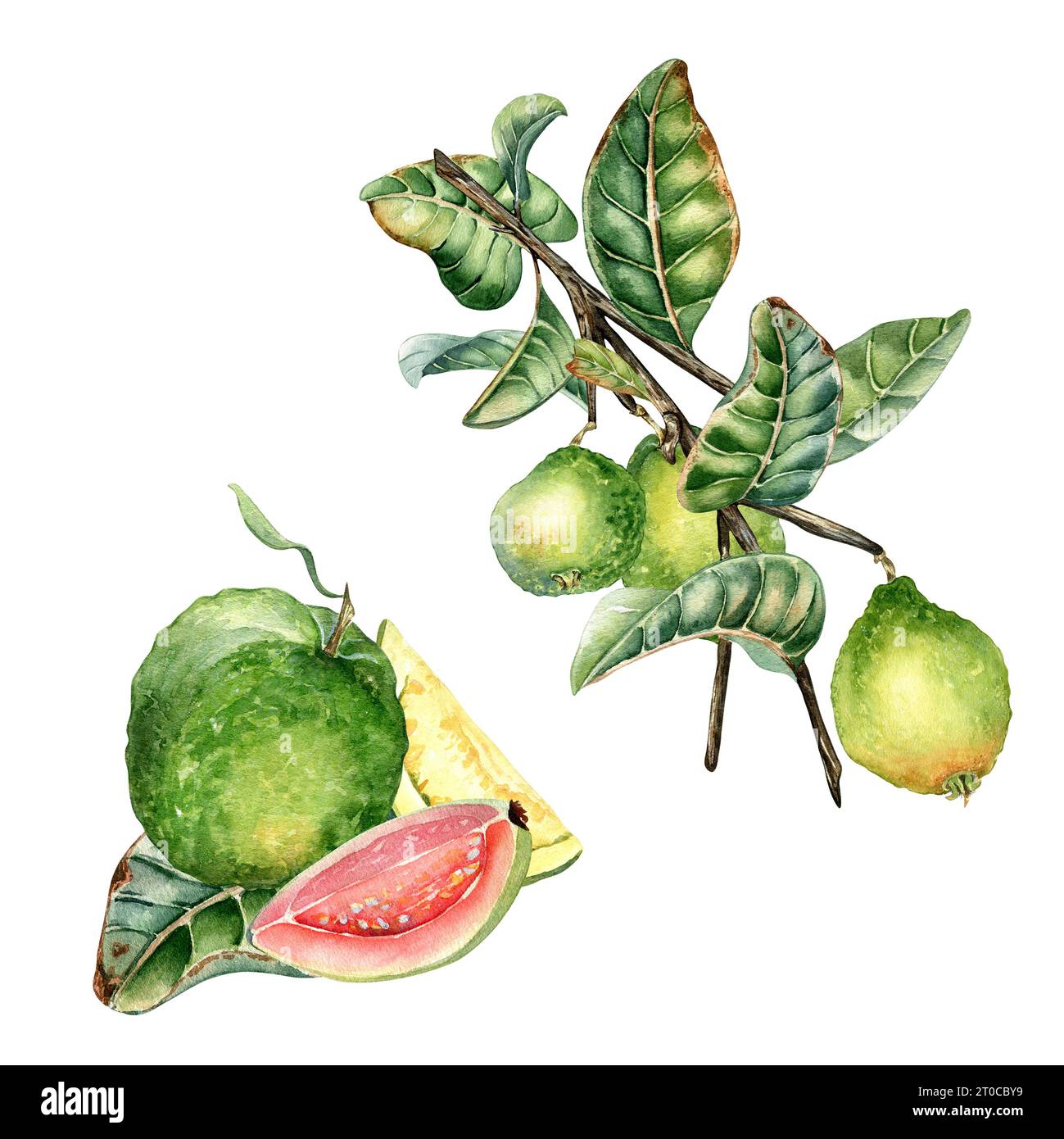 Branch tree single guava Cut Out Stock Images & Pictures - Alamy