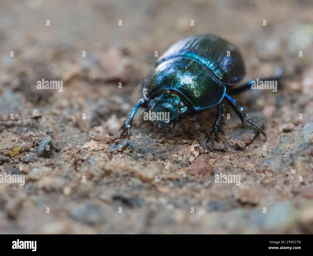 Forest therapy hi-res stock photography and images - Alamy