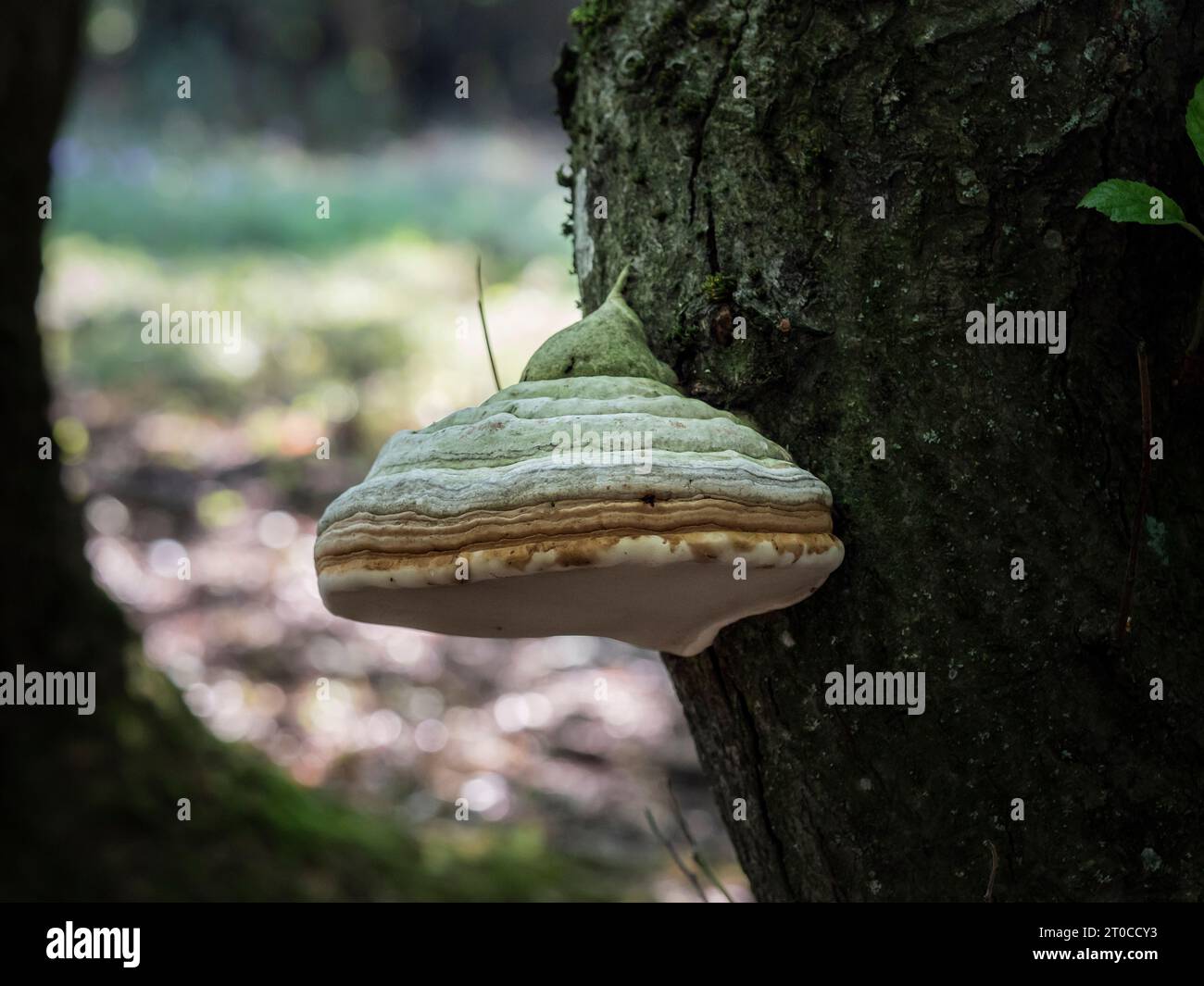 Tree Mushroom perfect in every detail Stock Photo - Alamy