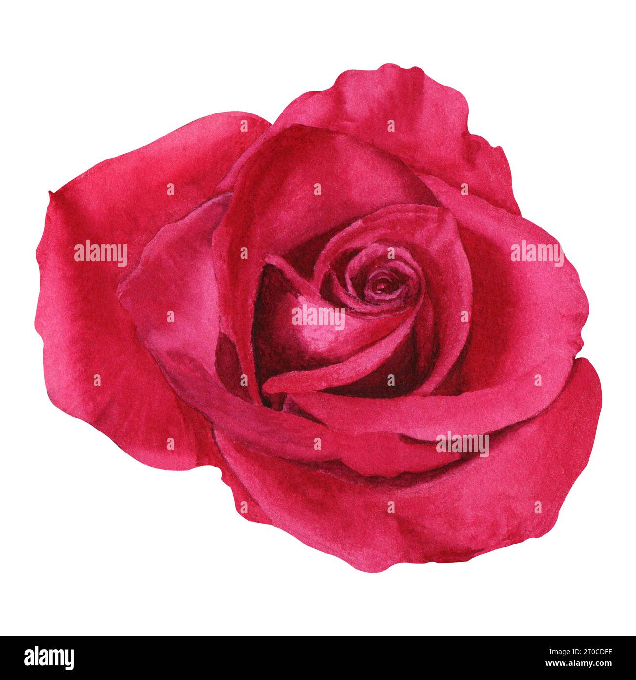 The bloom of flower rose. Watercolor botanical illustration isolated on ...