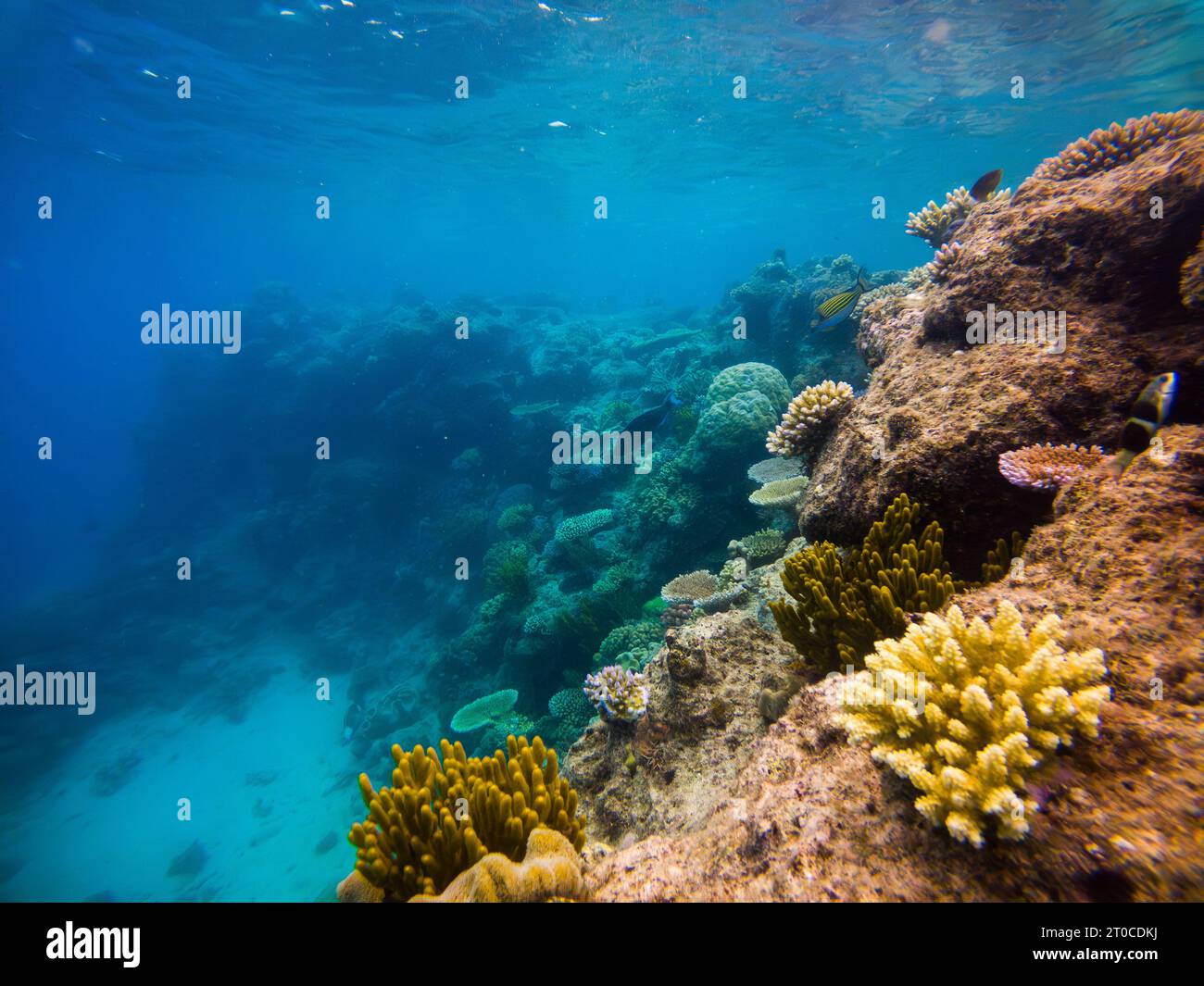 Amazing Australia in a Journey to the Jungle as well as City, to see ...
