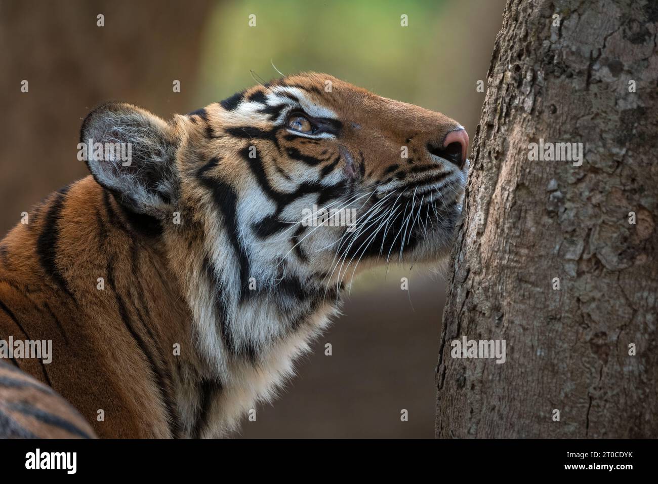 Tiger sniffing tree hi-res stock photography and images - Alamy