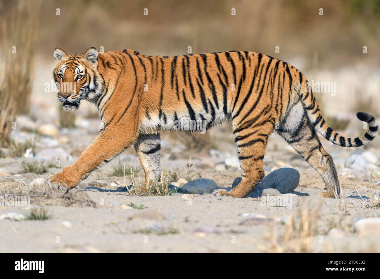 Tiger walking on riverbed hi-res stock photography and images - Alamy