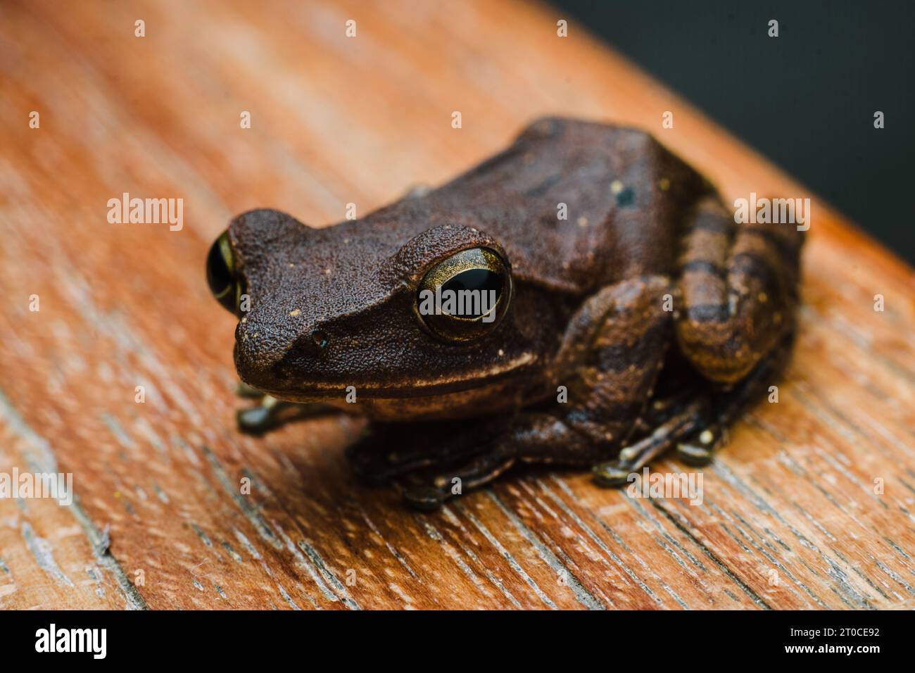 Macro ecosystem photo hi-res stock photography and images - Alamy