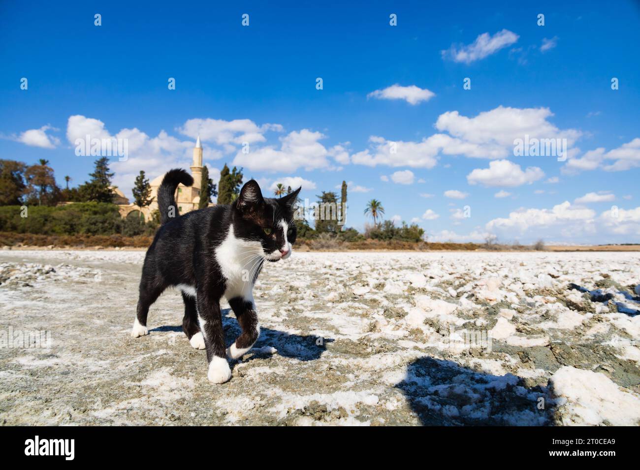 Feral Black and white Cypriot cat at Hala Sultan Tekke Salt Lake ...