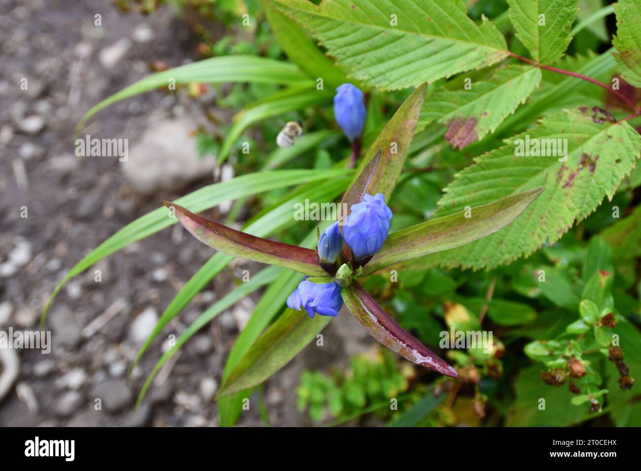 Vibrant blue gentian hi-res stock photography and images - Alamy