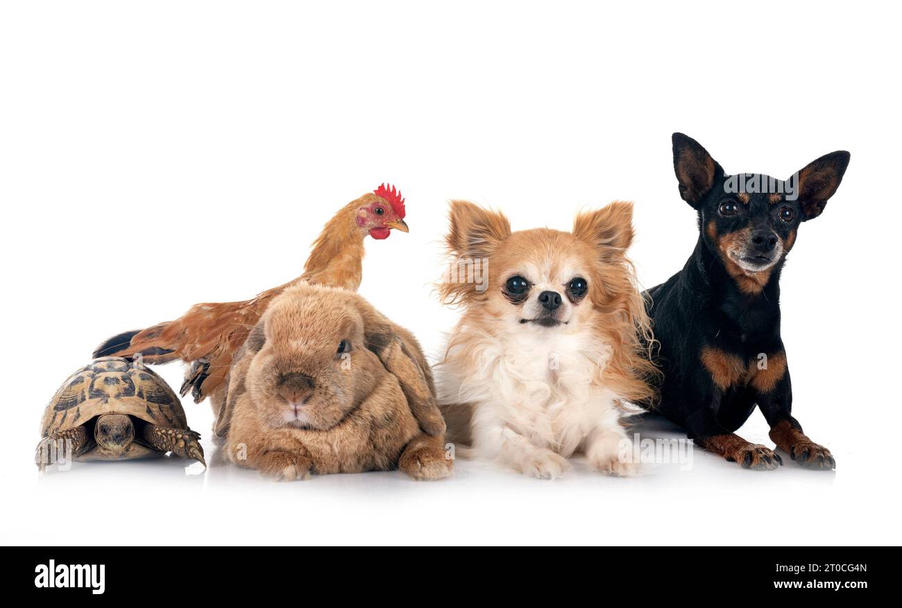 rabbit, dogs, and chicken in front of white background Stock Photo - Alamy