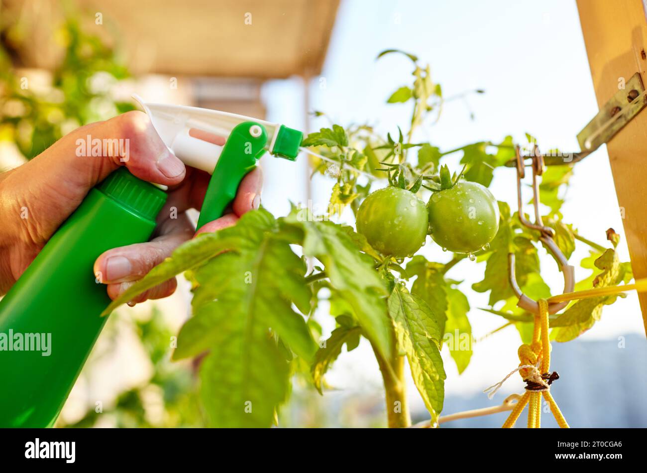 Tomato grows in a greenhouse. Men's hands hold spray bottle and ...