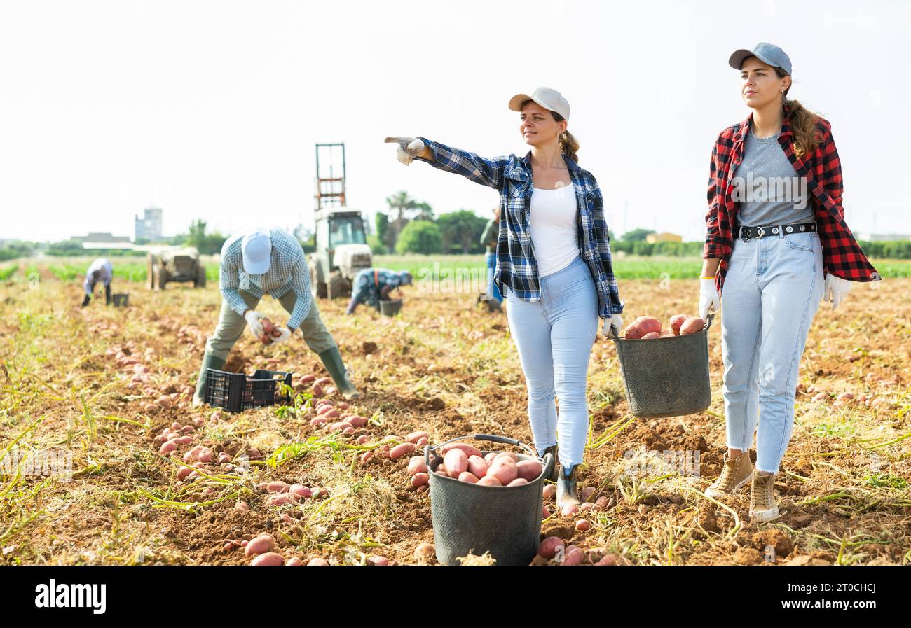 Farmer team working on farmer plantation, picking potatoes Stock Photo ...