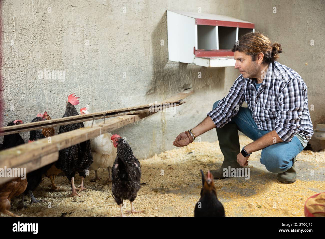 Male worker farm feeding hens in chicken coop Stock Photo - Alamy