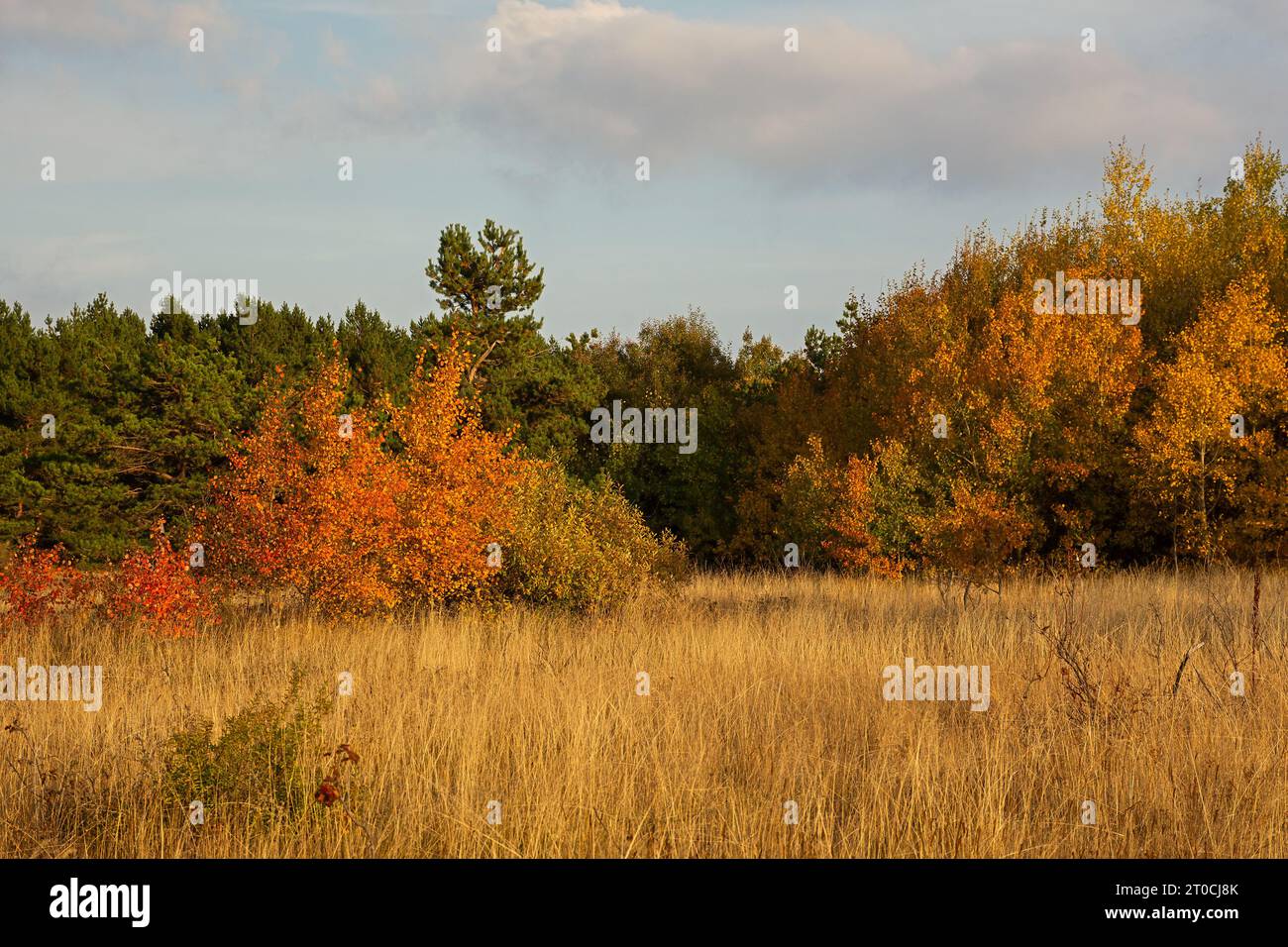 Autumn mixed bright forest. Red yellow-orange natural background ...