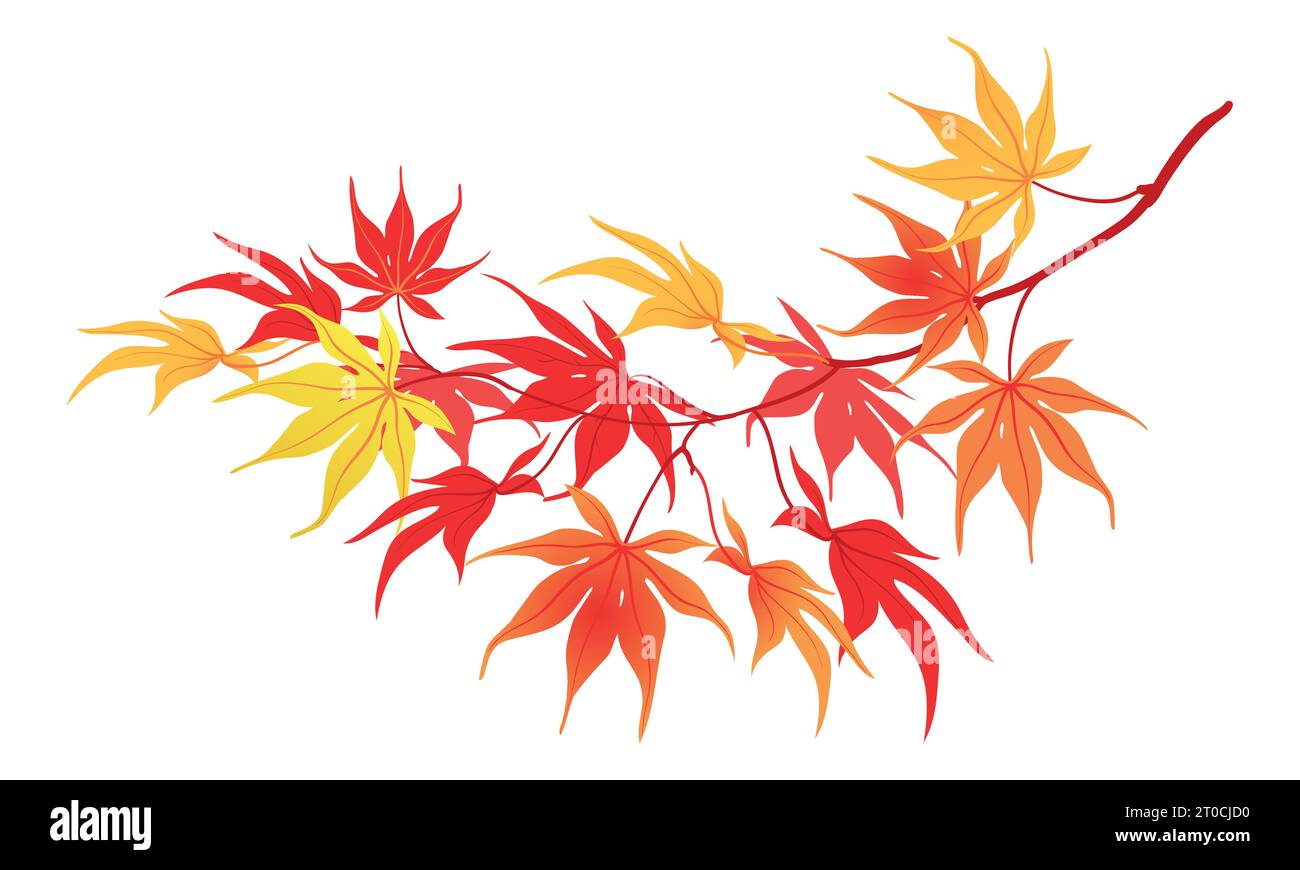 Autumn branch on a white background. The time of leaf fall. The red leaves of the Japanese maple ...