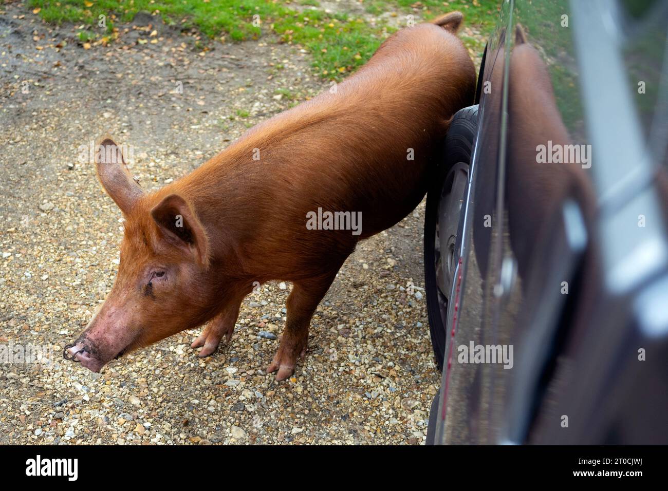 Roaming season hi-res stock photography and images - Alamy