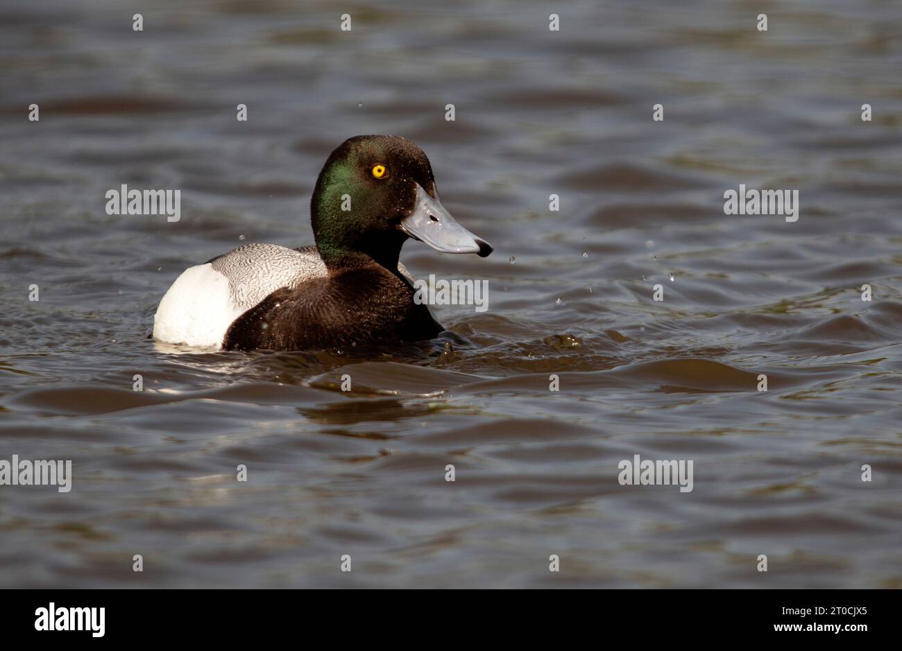 Widespread common birds hi-res stock photography and images - Alamy
