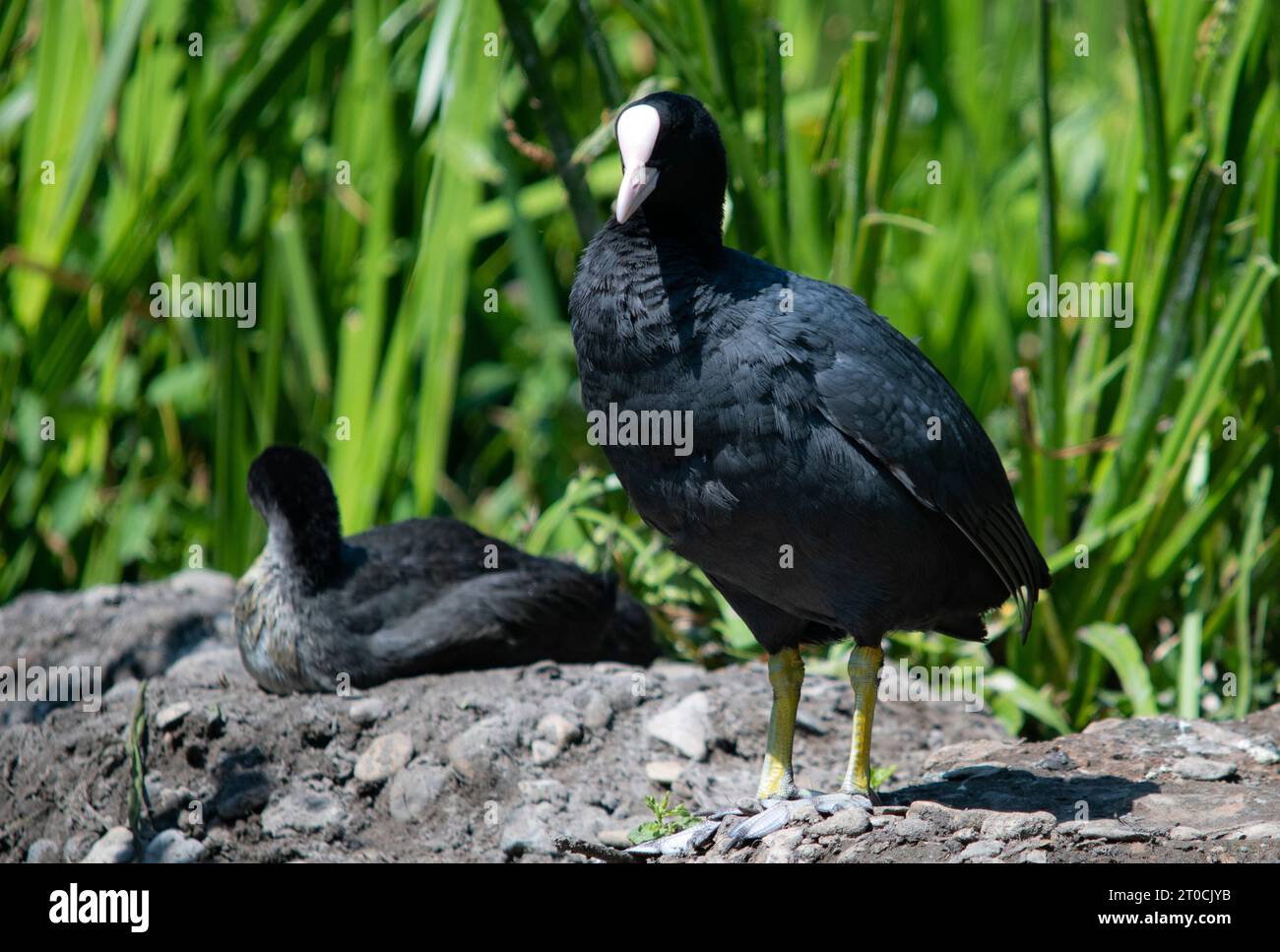 Common coots feet hi-res stock photography and images - Alamy