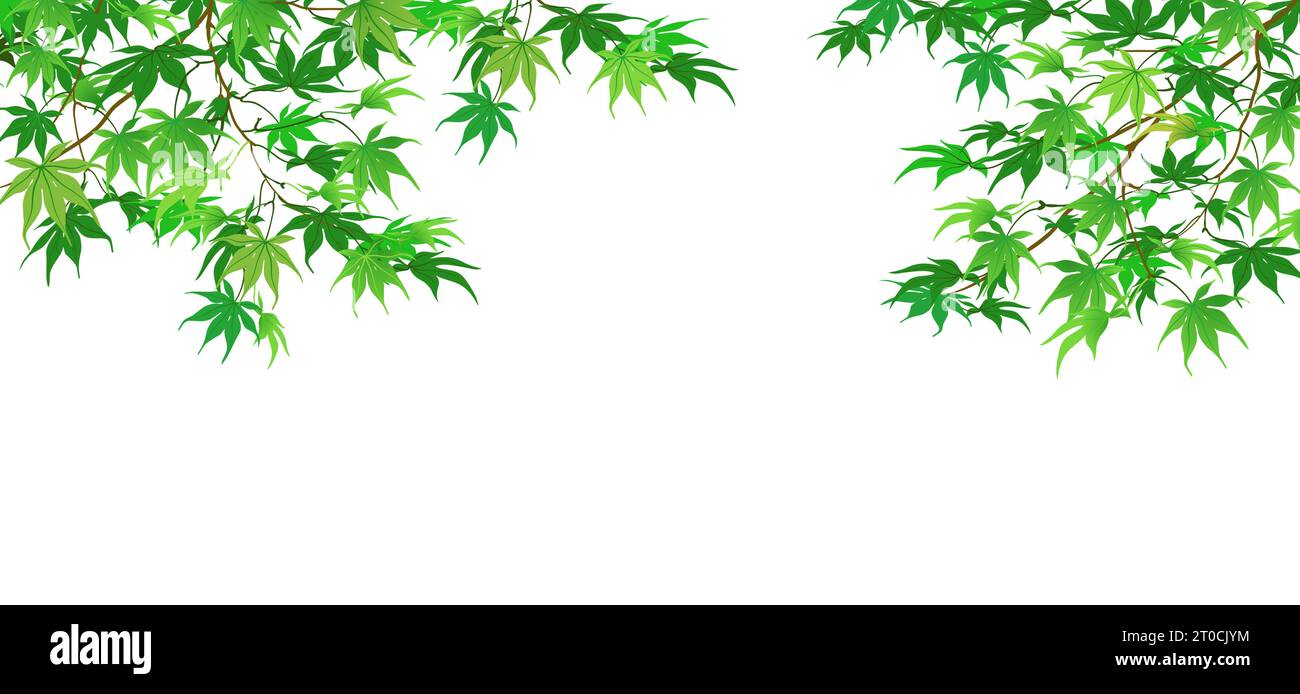 Horizontal illustration, summer branches hanging from above with green ...