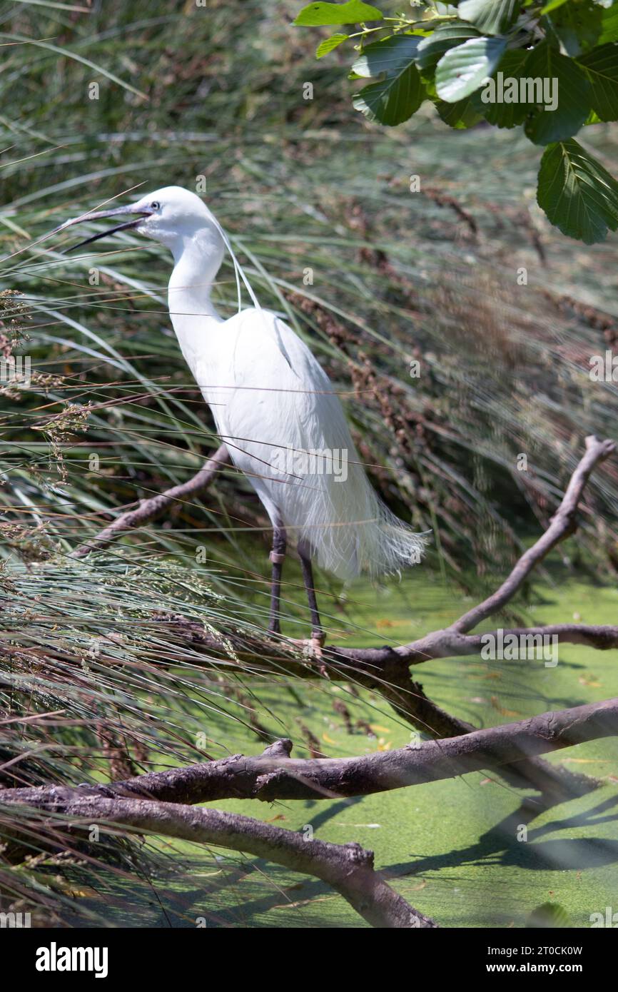 White great egret stalking fish hi-res stock photography and images - Alamy