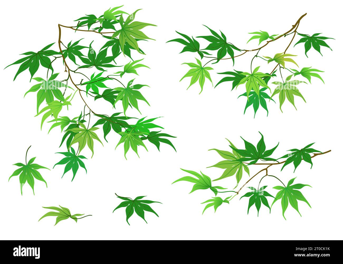 Summer branches hang from above with green leaves on a white background ...