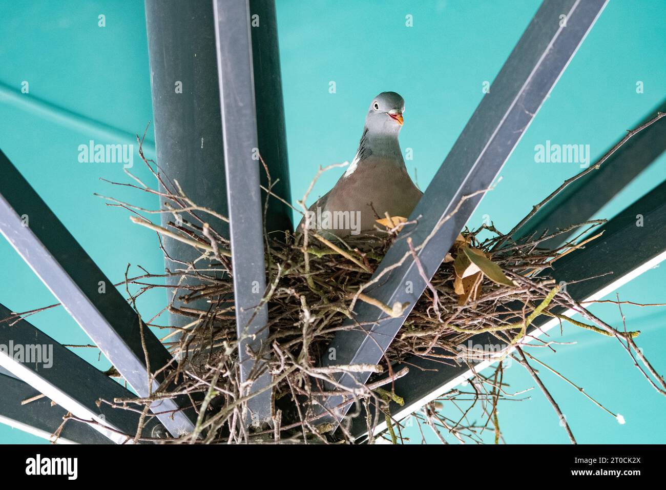 Pigeon nesting in the frame of a gazebo Stock Photo - Alamy