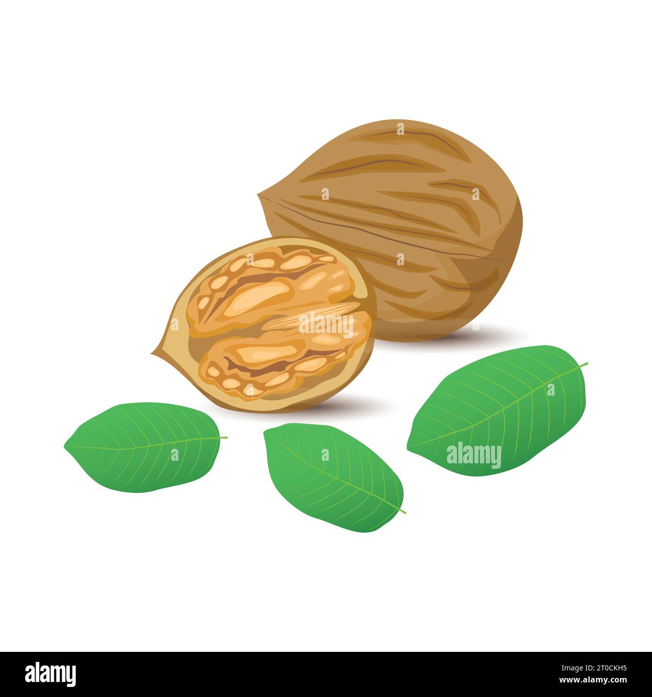 Walnut side Stock Vector Images - Alamy