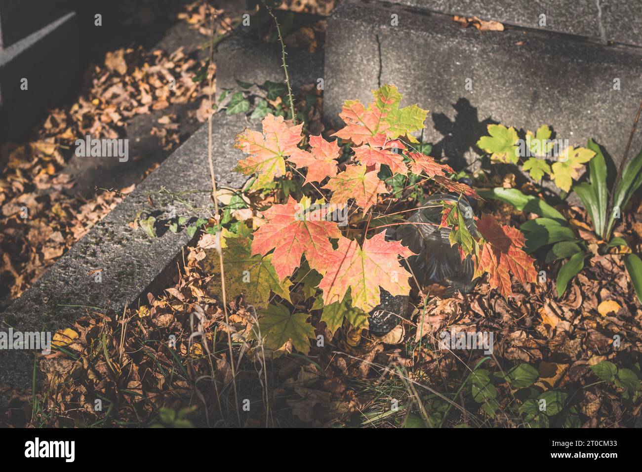 Uncared for grave hi-res stock photography and images - Alamy