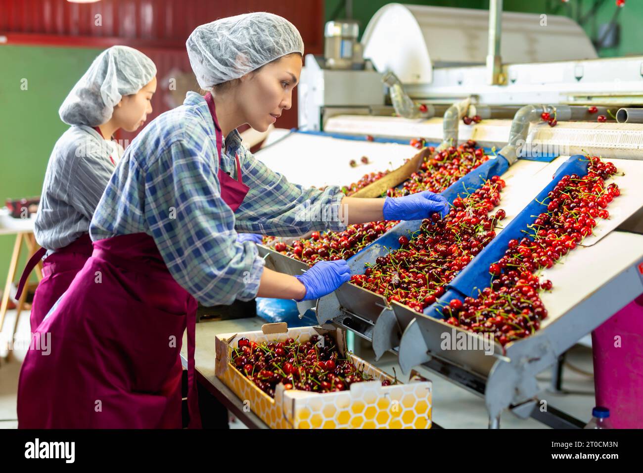 Women working on producing sorting line at fruit warehouse Stock Photo ...