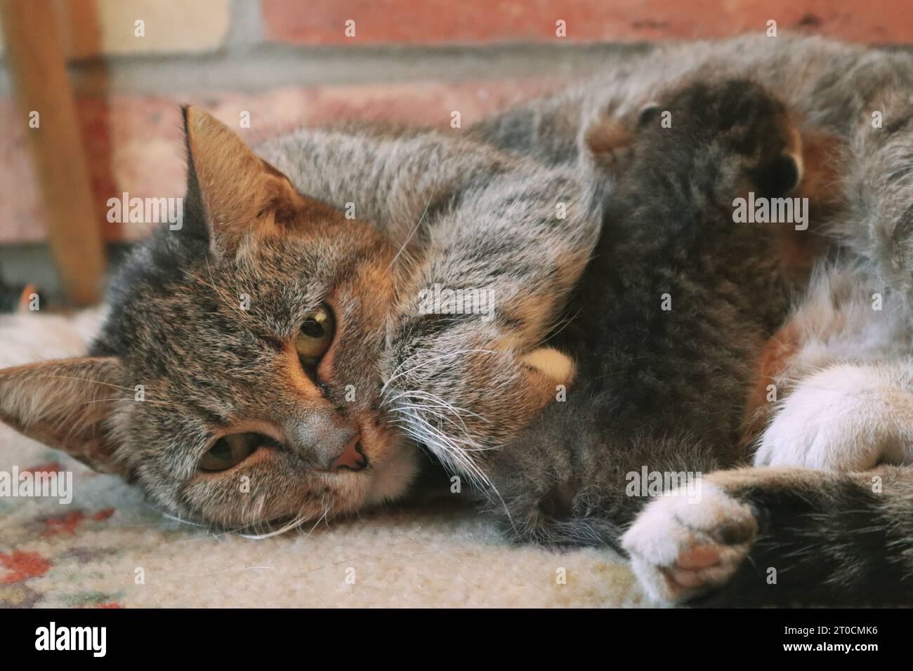 Cat protects kitten hi-res stock photography and images - Alamy