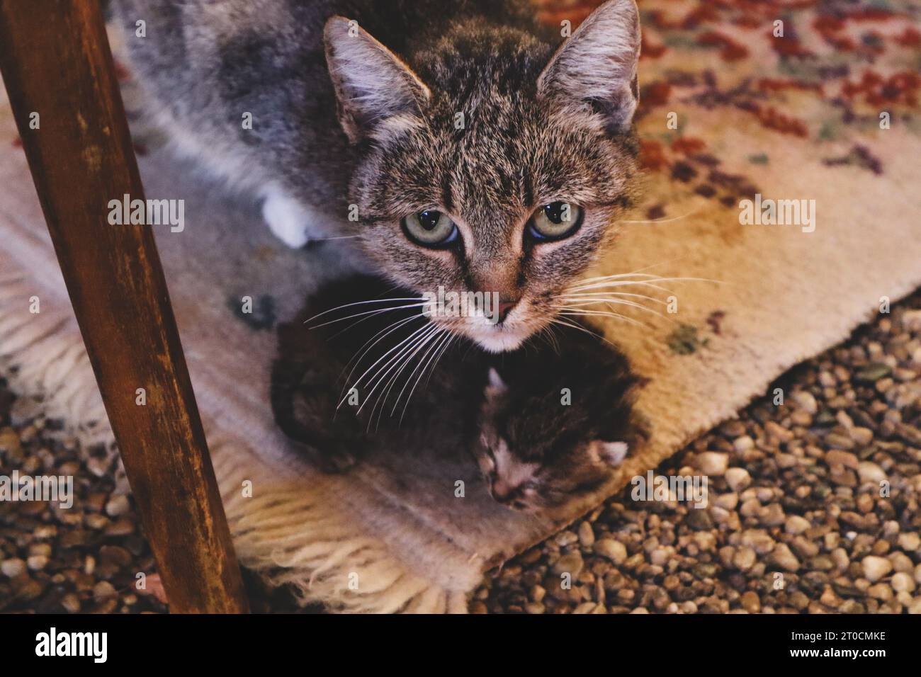 Mother cat and her kitten love hi-res stock photography and images - Alamy