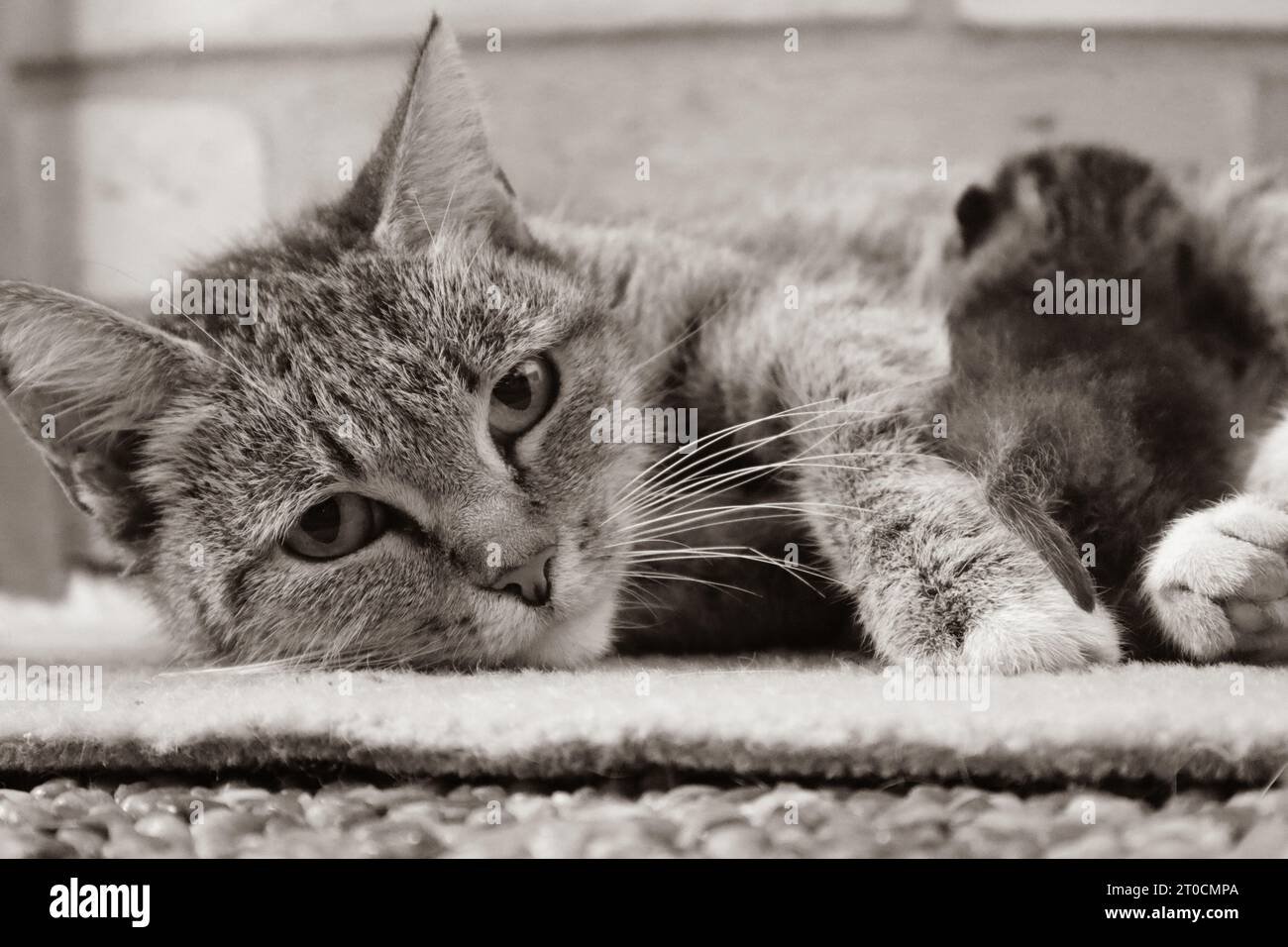 Mother cat and her kitten love hi-res stock photography and images - Alamy