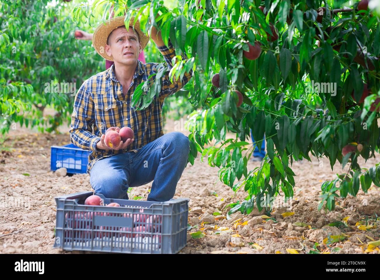 Peach picker hi-res stock photography and images - Alamy